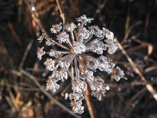 Ice Flower Cream - Free photo on Pixabay - Pixabay