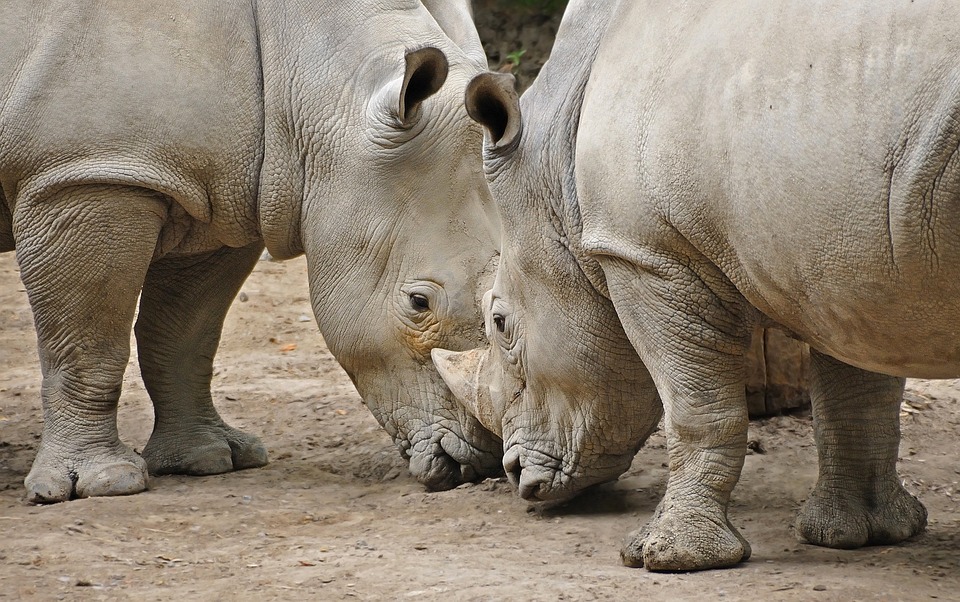 Nashorn Tier Head To - Kostenloses Foto auf Pixabay