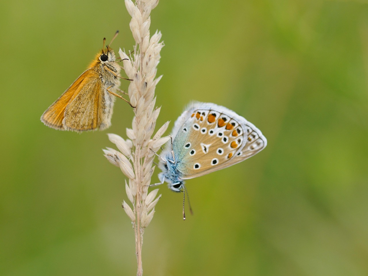 30,000+ Free Butterfly Pictures & Images [HD] - Pixabay