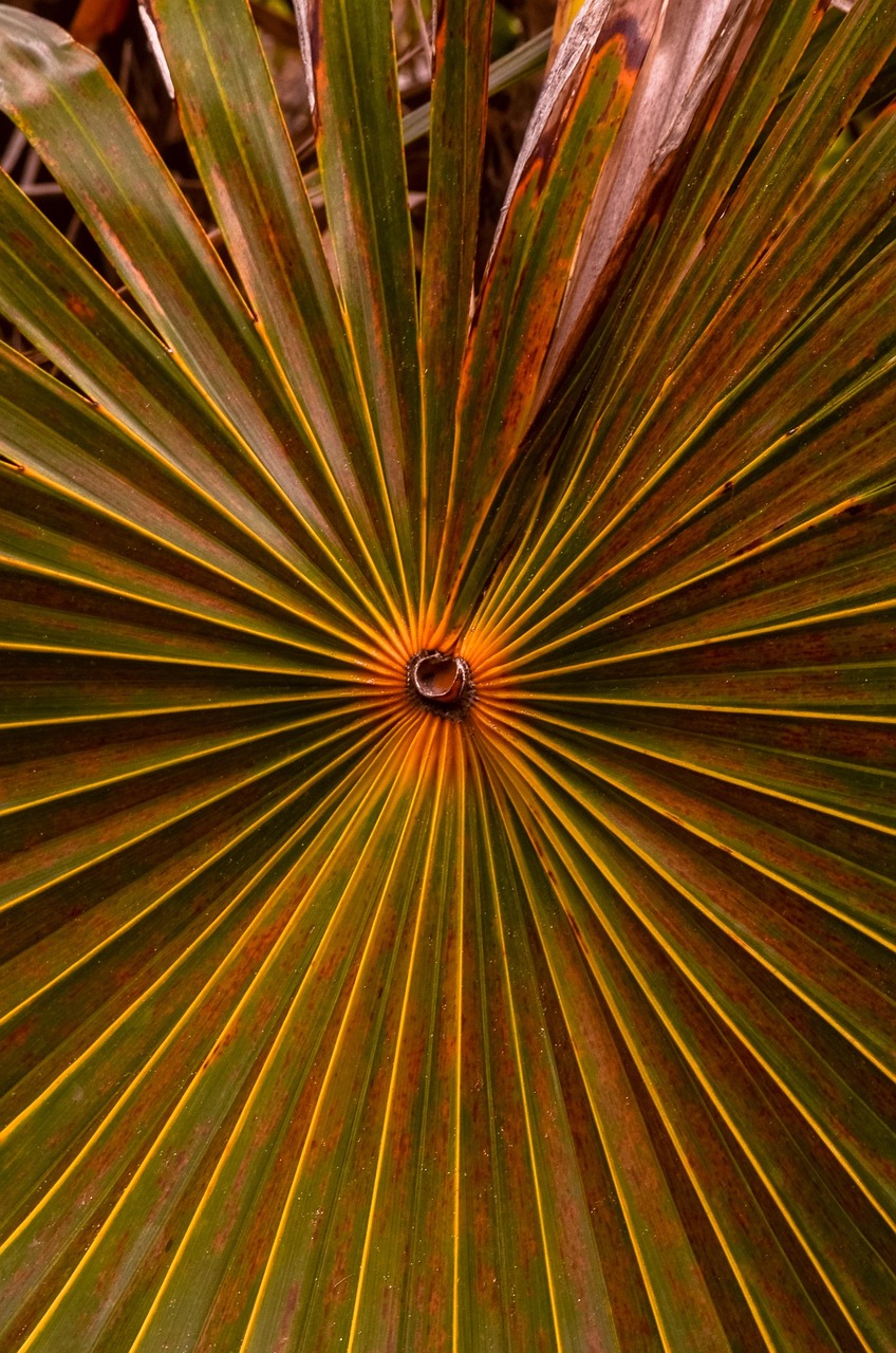 Folhagem Natureza Folha - Foto gratuita no Pixabay - Pixabay