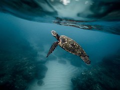 Duck And Turtle Crossing Sign - Free photo on Pixabay