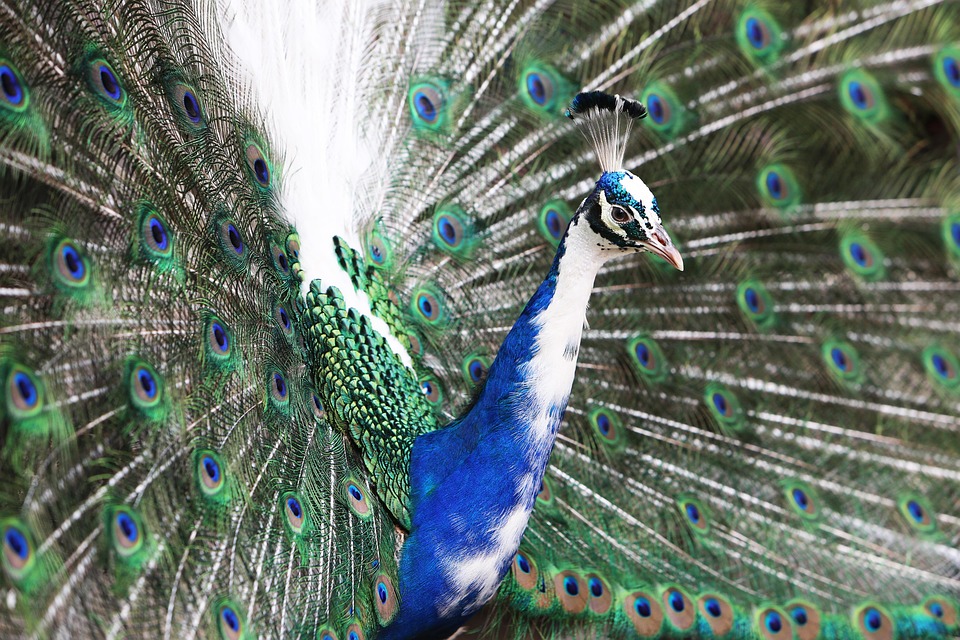 Animal Bird Feathers - Free photo on Pixabay