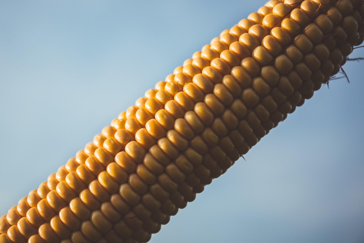Más de 50 fotos de Elote y Maíz gratis - Pixabay