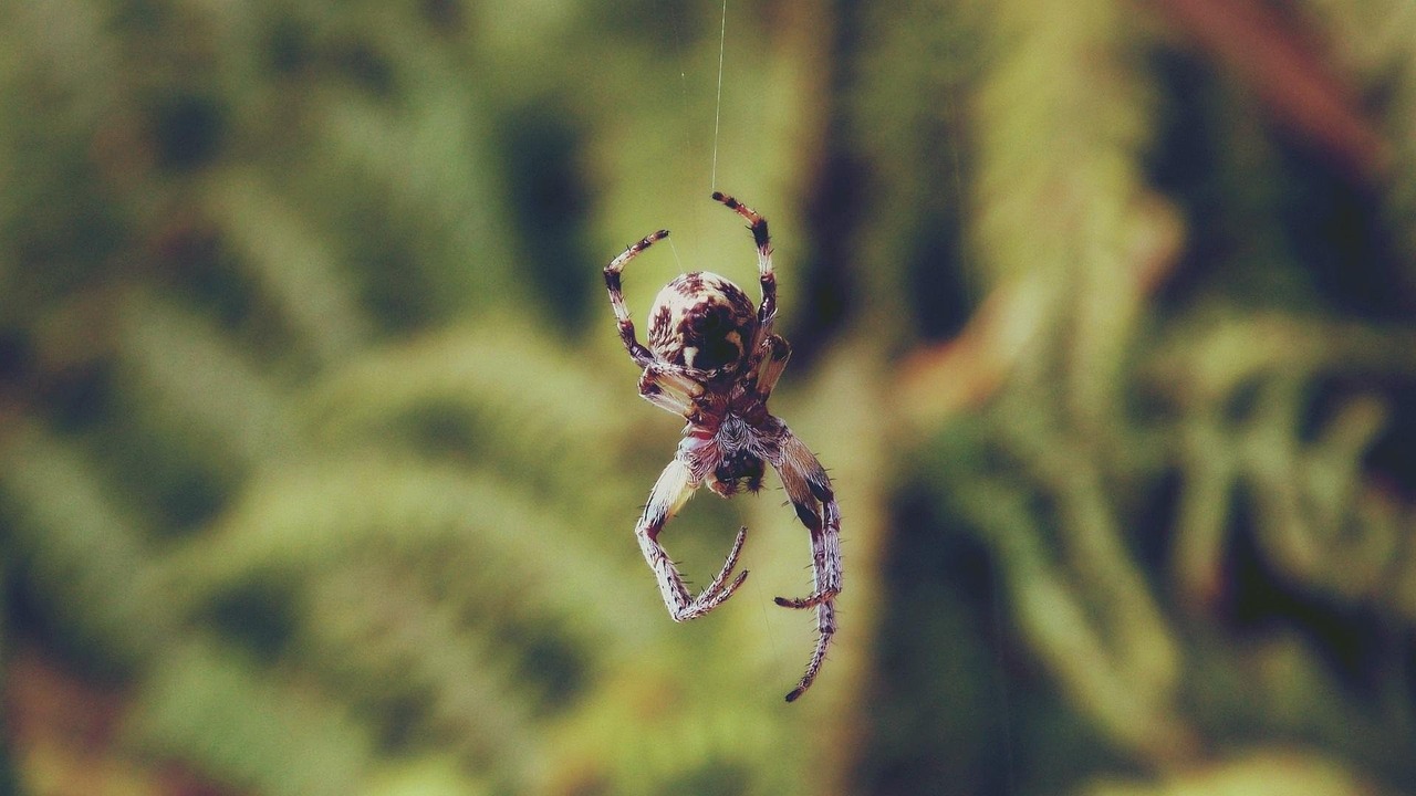 Animal Arachnid Close-Up - Free photo on Pixabay