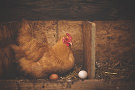Easter Eggs Egg Nest - Free photo on Pixabay