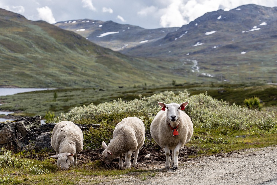 Animals Countryside Farm - Free photo on Pixabay