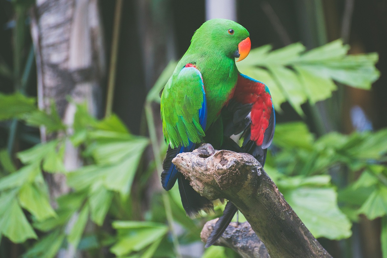 900+ Free Parakeet & Parrot Images - Pixabay