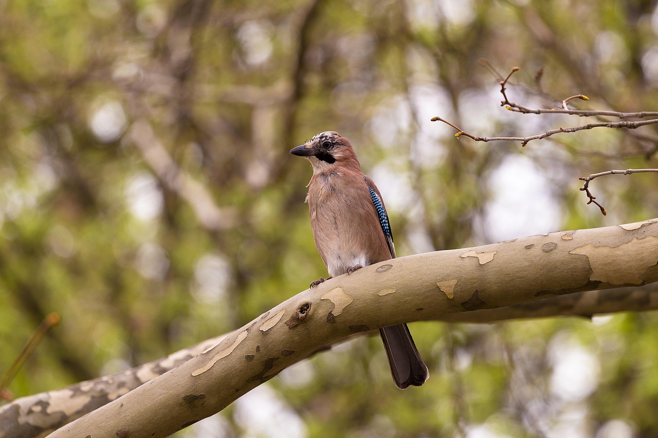 5.000+ gratis Vlaamse Gaai- en Natuur-foto's - Pixabay