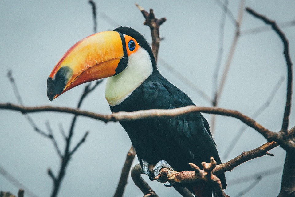Animal Toucan Avian - Free photo on Pixabay