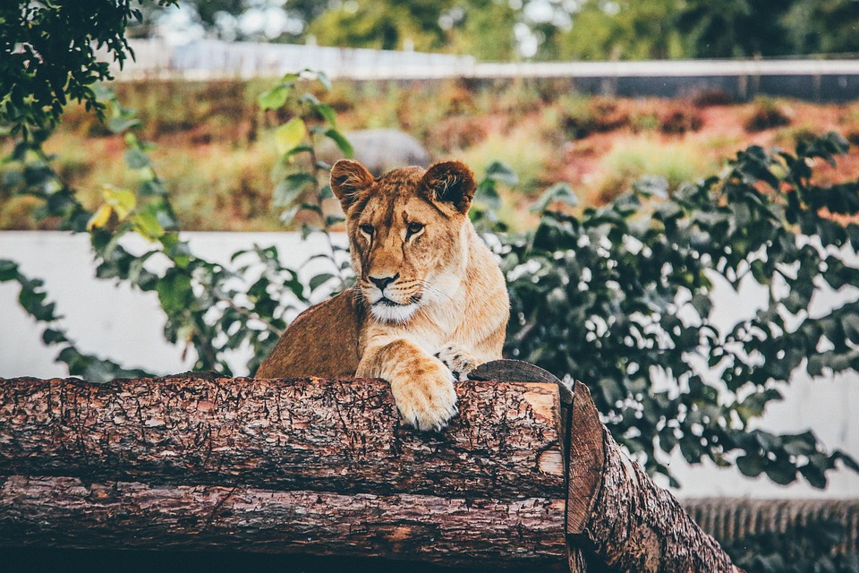 Animal Gros Chat Lion Des Troncs - Photo gratuite sur Pixabay - Pixabay