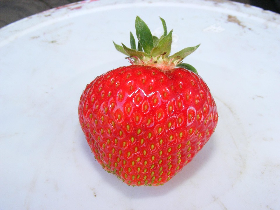 Fraise Fruit Une Seule Pièce De - Photo gratuite sur Pixabay