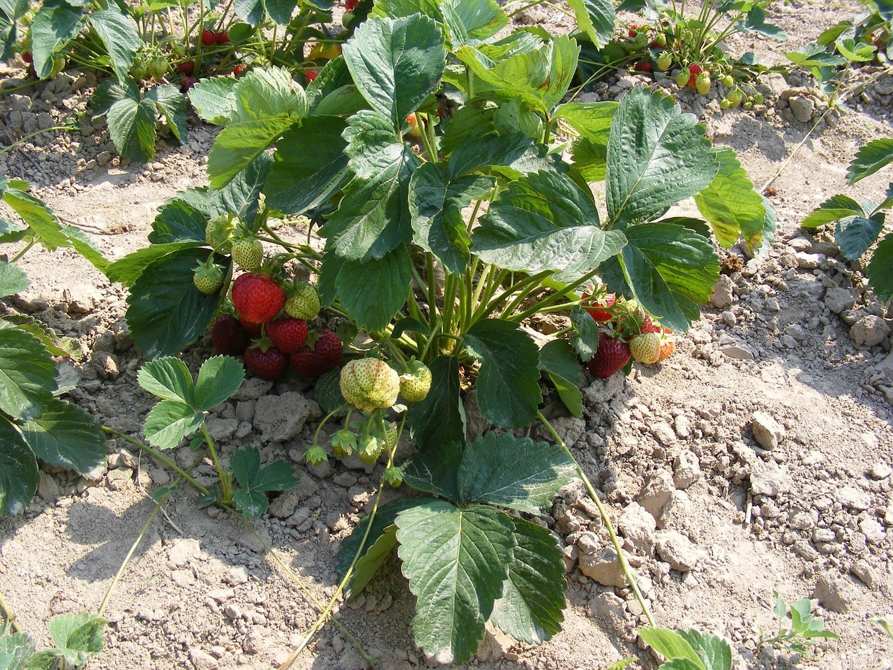 Strawberries Strawberry Bush - Free photo on Pixabay