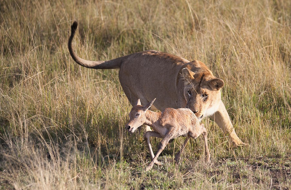 Africa Animal Antelope - Free photo on Pixabay