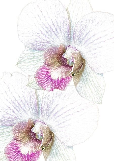300+ Ilustrasi Orchid Orchids & Anggrek Gratis - Pixabay