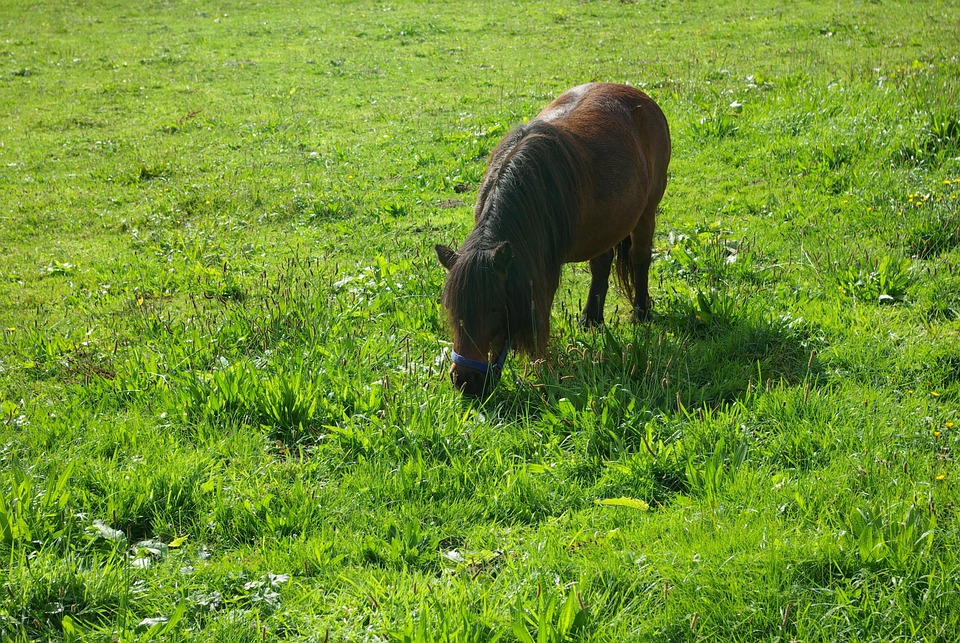 Horse Pony Grass - Free photo on Pixabay - Pixabay