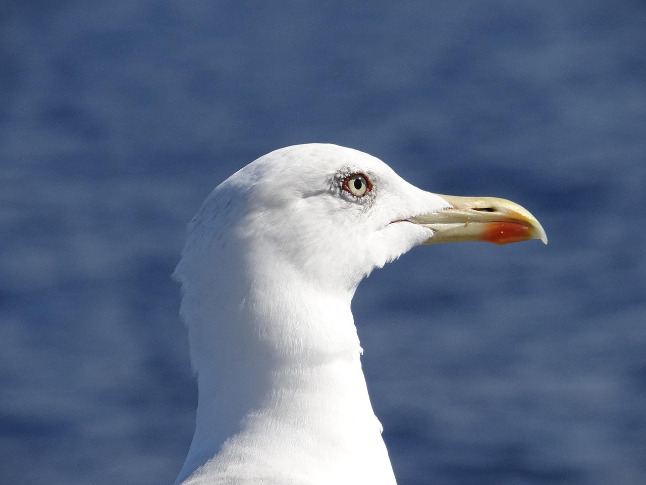10.000+ kostenlose Moewen und Möwe-Bilder - Pixabay