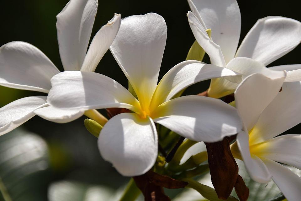 Frangipani Plumeria Indonesia - Foto gratis en Pixabay - Pixabay