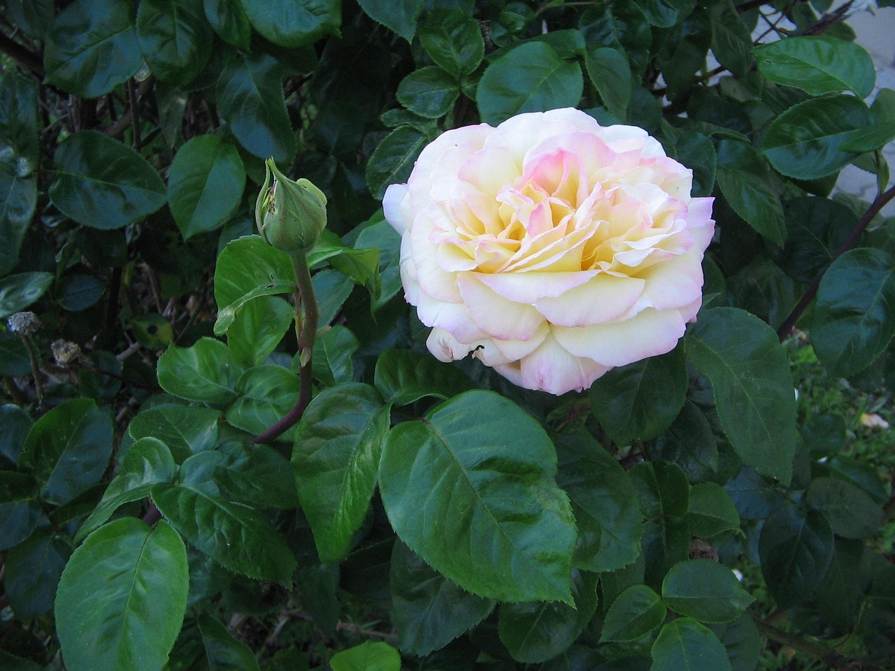 Rose Floraison Plante - Photo gratuite sur Pixabay - Pixabay