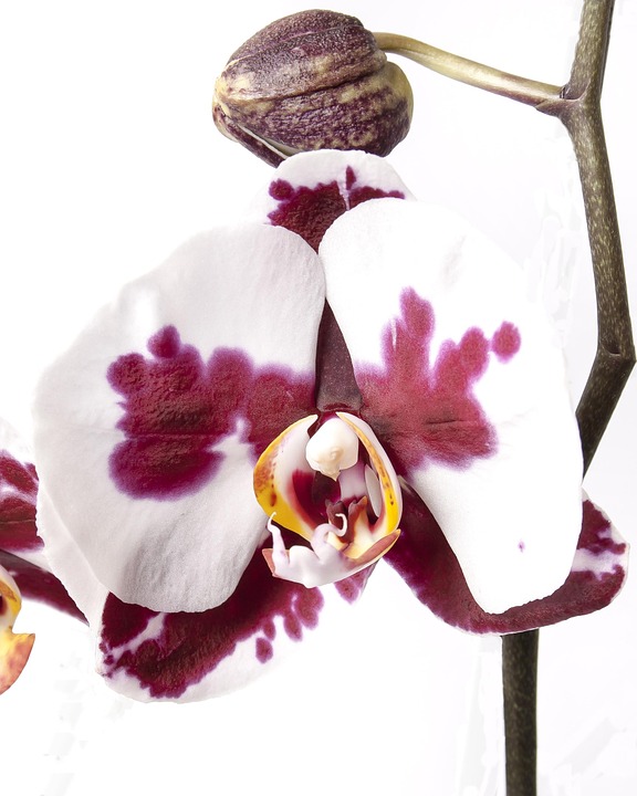 Phalaenopsis Orchid Free Photo On Pixabay