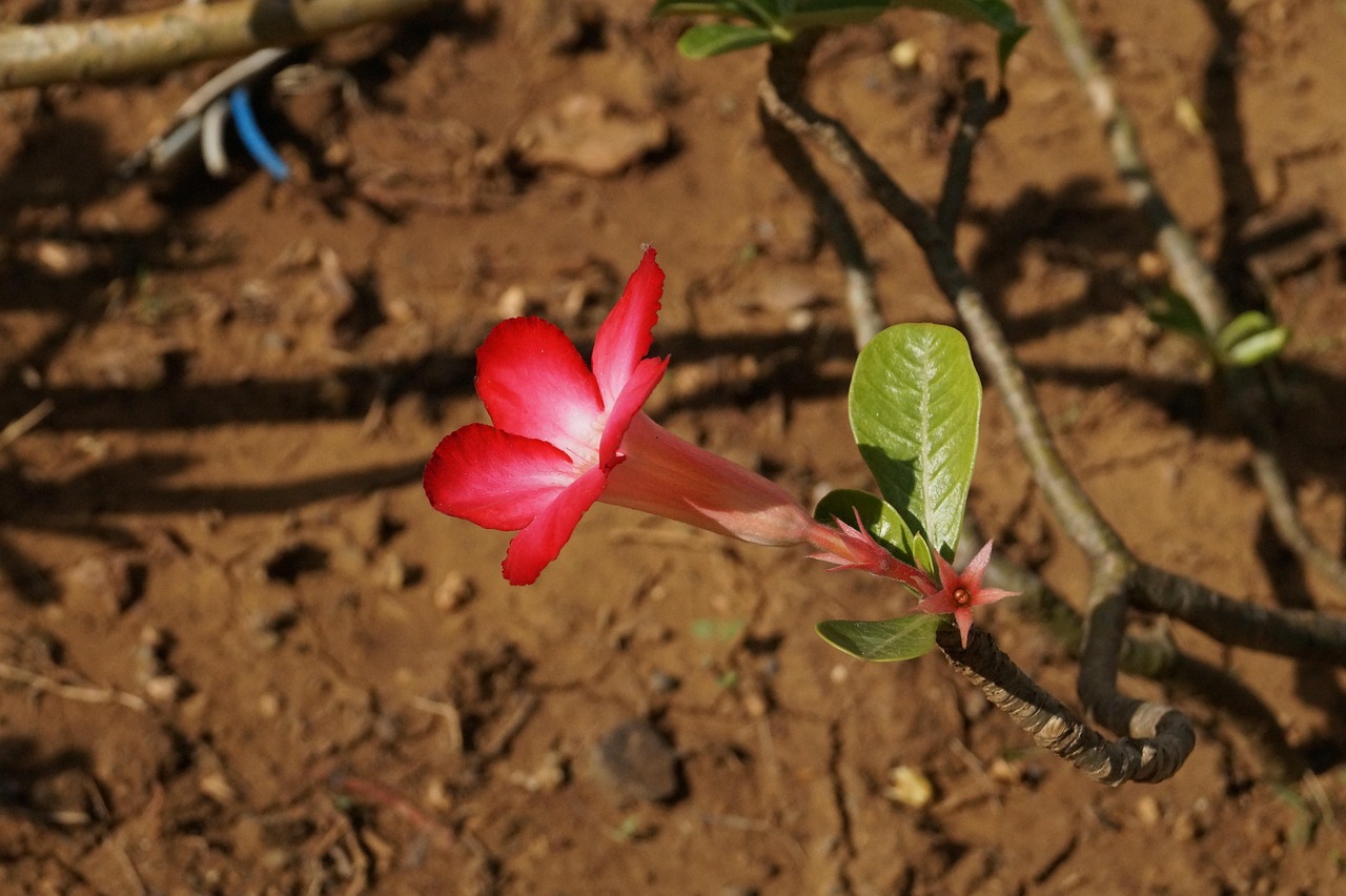 Merah Bunga Keren Latar - Foto gratis di Pixabay - Pixabay