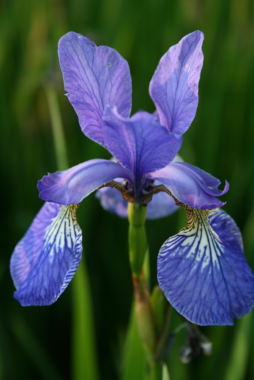 Flor Íris - Foto gratuita no Pixabay - Pixabay