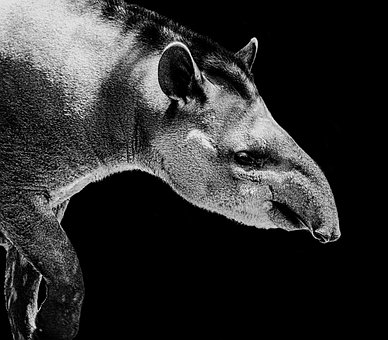 30+ Free Tapir & Animal Images - Pixabay