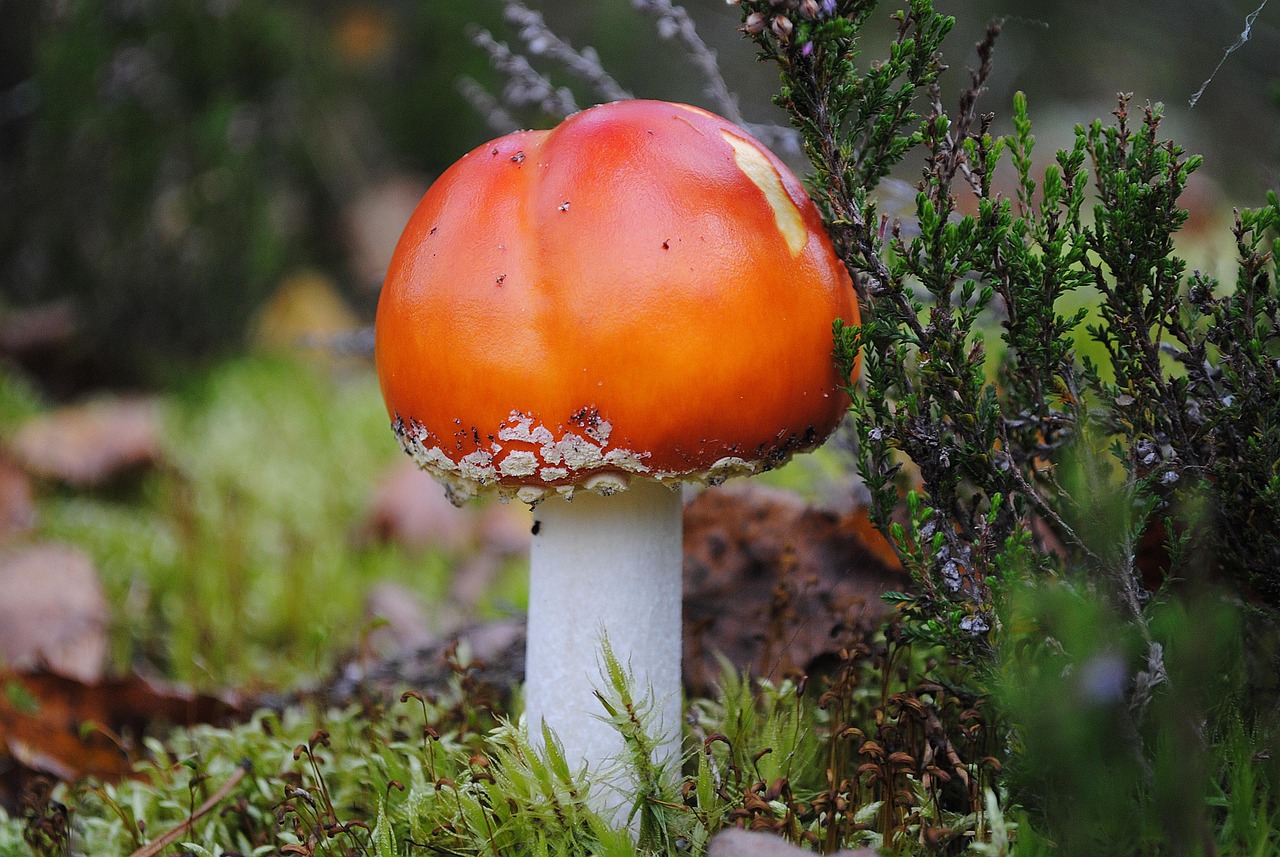 Cogumelos Floresta Natureza - Foto gratuita no Pixabay - Pixabay