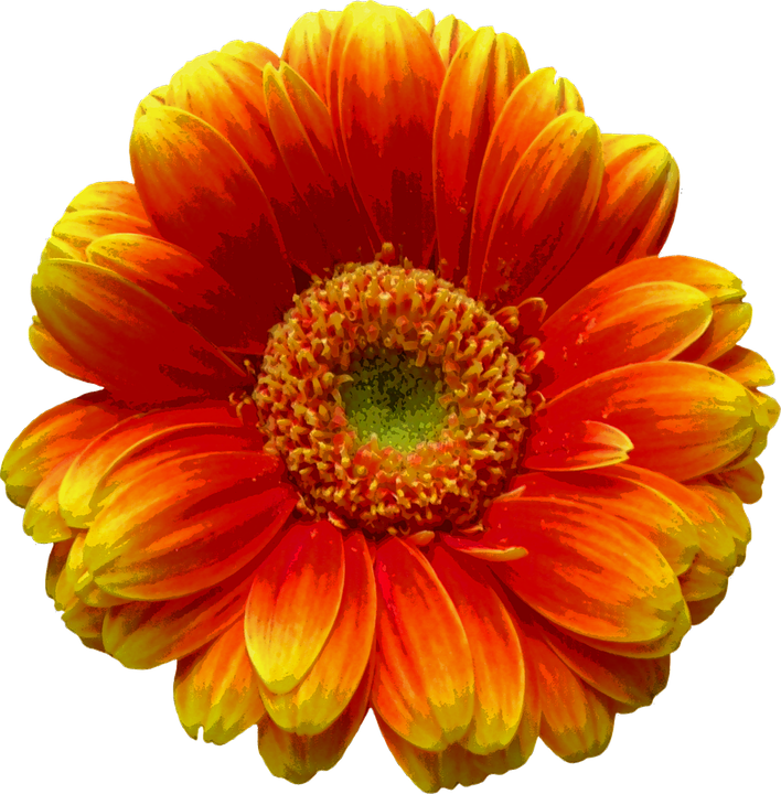 Blossom Bloom Flower - Free image on Pixabay