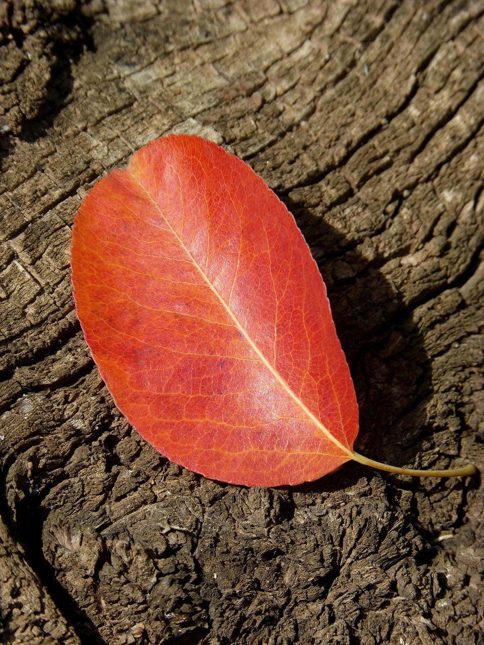 Hoja Roja Otoño Caída De Las - Foto gratis en Pixabay - Pixabay