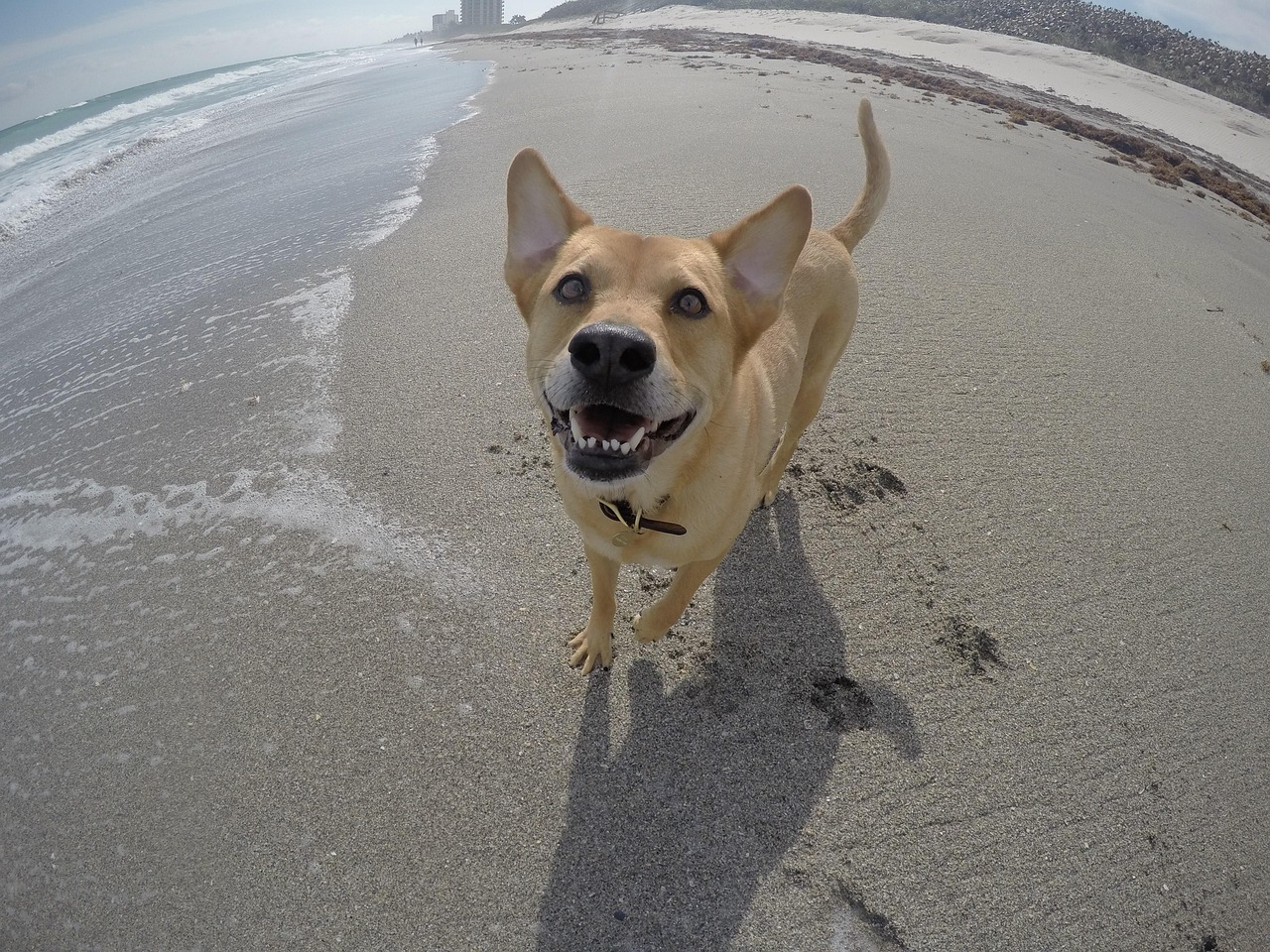 Praia Cachorro Oceano Bicho De - Foto gratuita no Pixabay - Pixabay