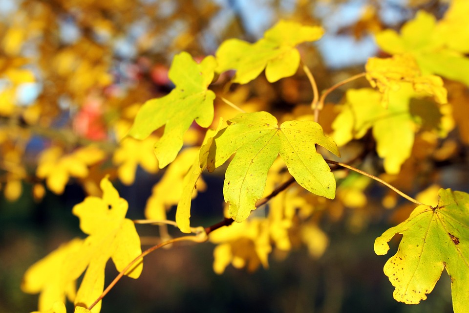 Leaves Yellow Fall Autumn - Free photo on Pixabay - Pixabay