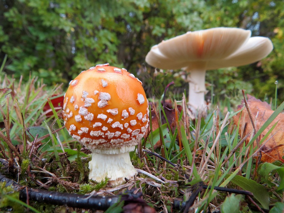 Seta De Amanita Hongo Bosque - Foto gratis en Pixabay - Pixabay