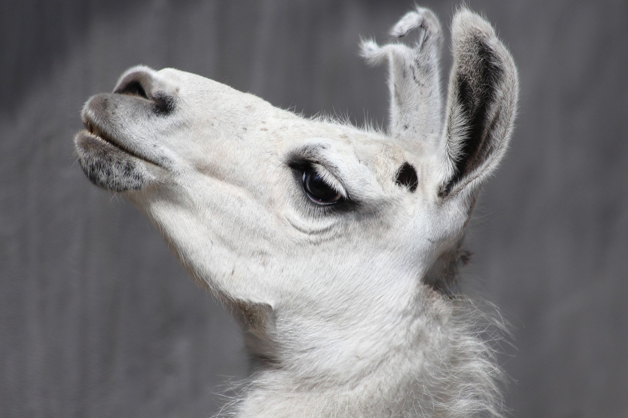 Lama Glama Animal - Free photo on Pixabay - Pixabay