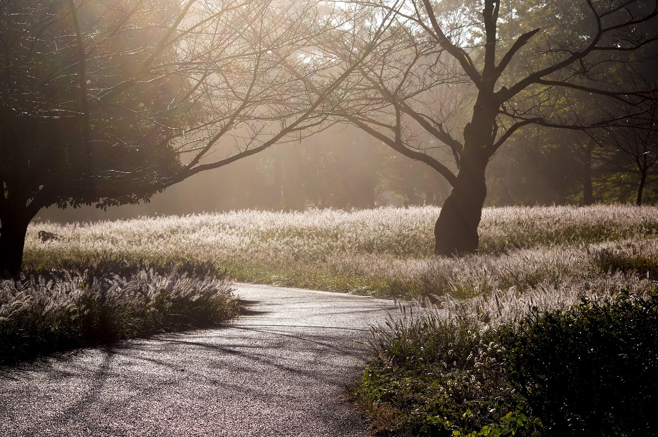 10,000+ Free Japan & Japanese Images - Pixabay
