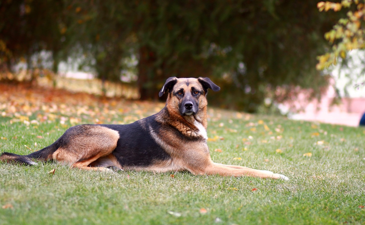 Chien De Berger Irish - Photo gratuite sur Pixabay - Pixabay