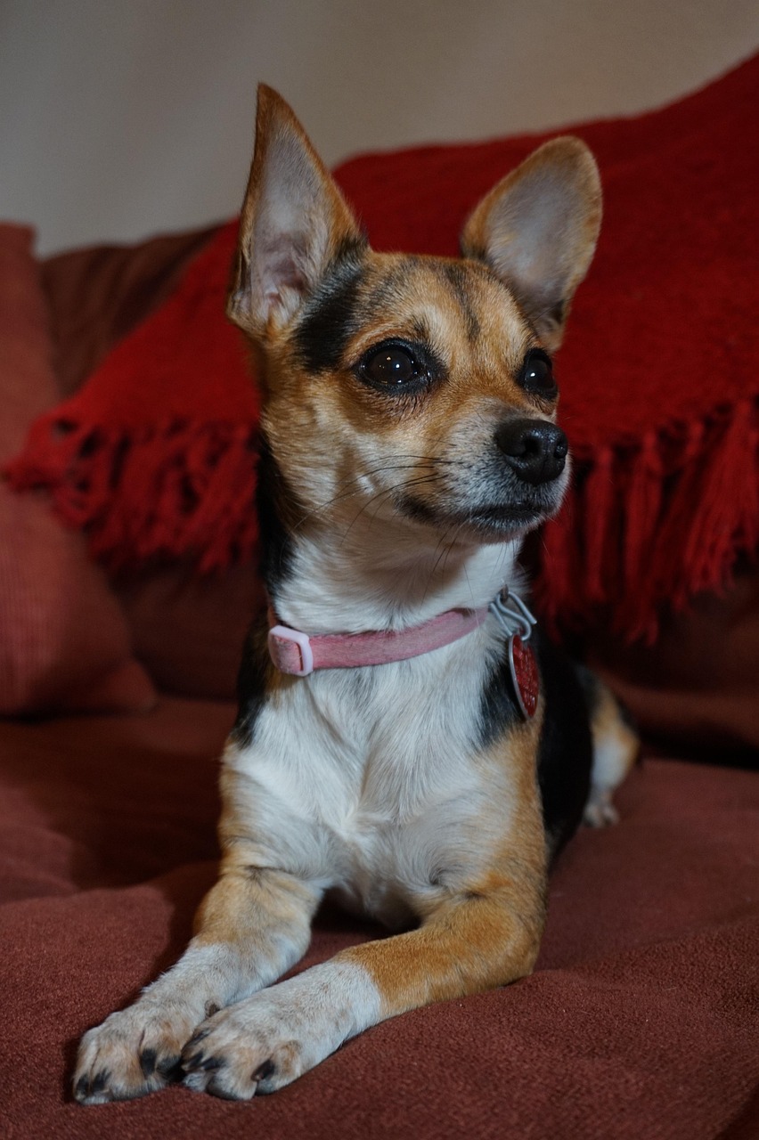 Dog Posed Pet - Free photo on Pixabay - Pixabay
