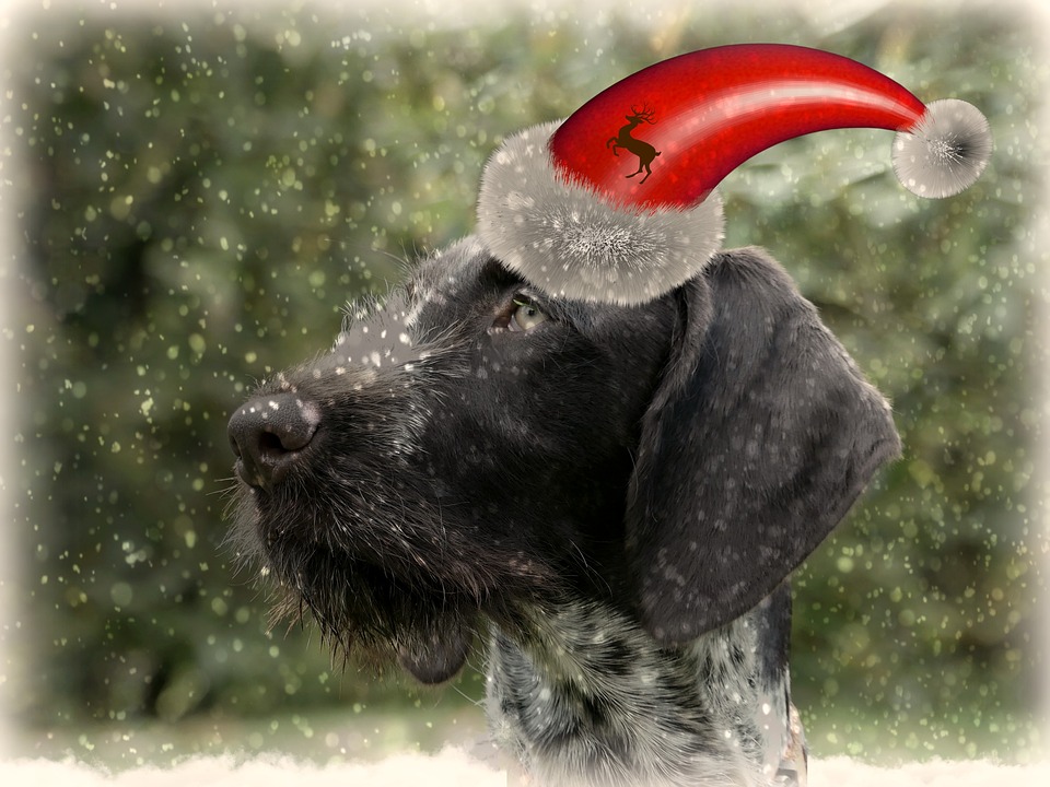 Chien Noël De - Image gratuite sur Pixabay - Pixabay