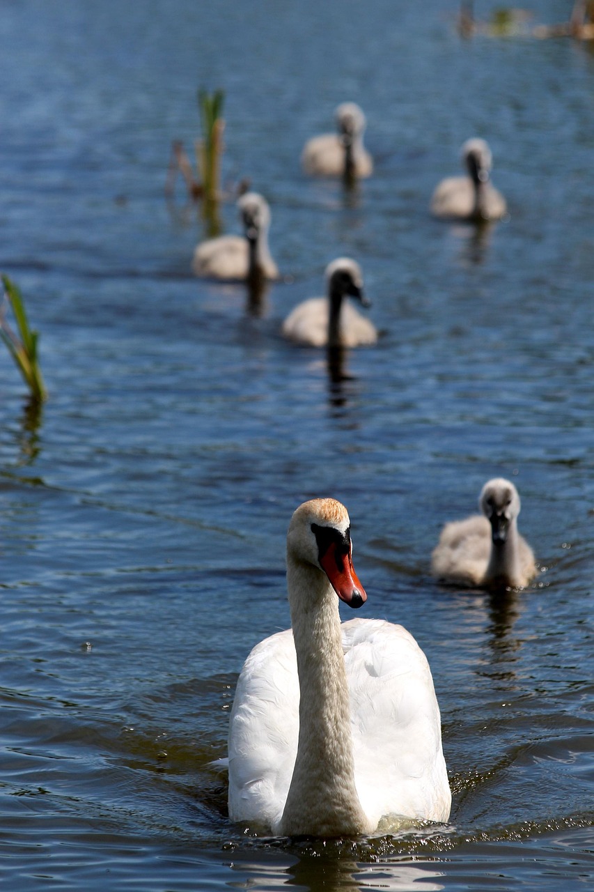 A Swan-Shipun Swan Cygnus High - Free photo on Pixabay