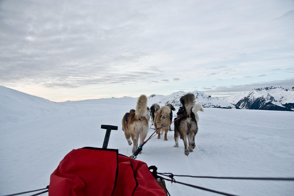 Dog Sled Snow - Free photo on Pixabay - Pixabay