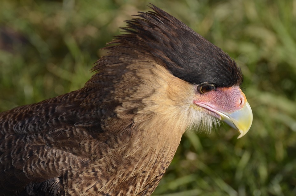 Vulture Raptor Scavenger - Free photo on Pixabay - Pixabay