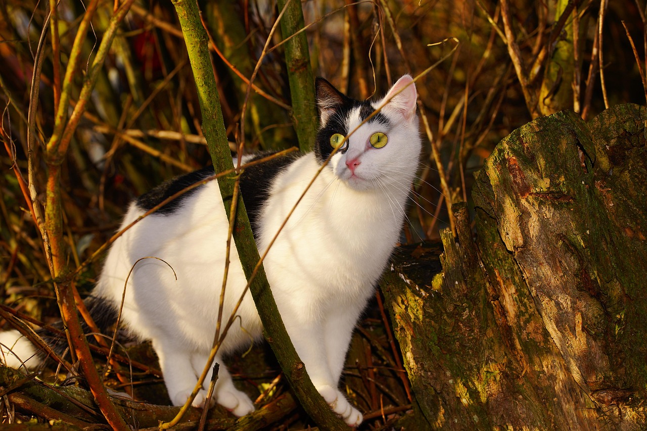 Cat Female Curious - Free photo on Pixabay - Pixabay