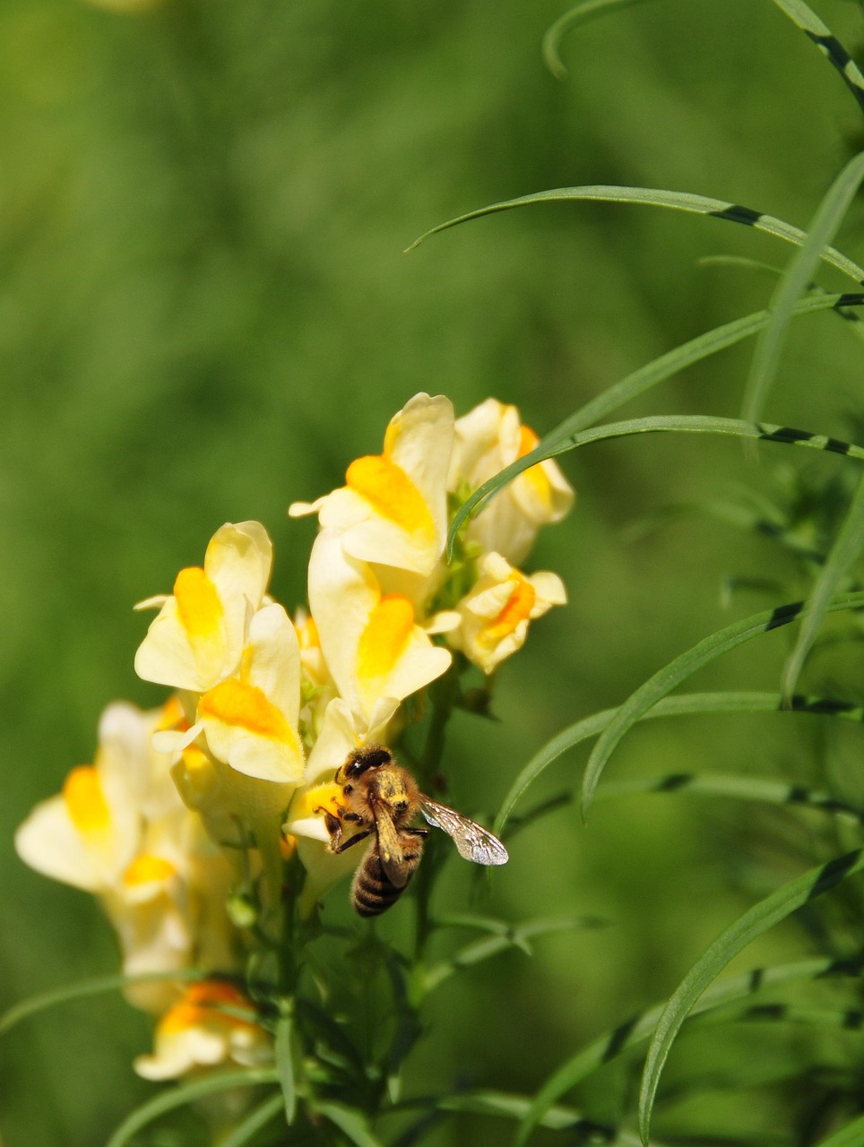 40+ Free Sumer & Nature Images - Pixabay