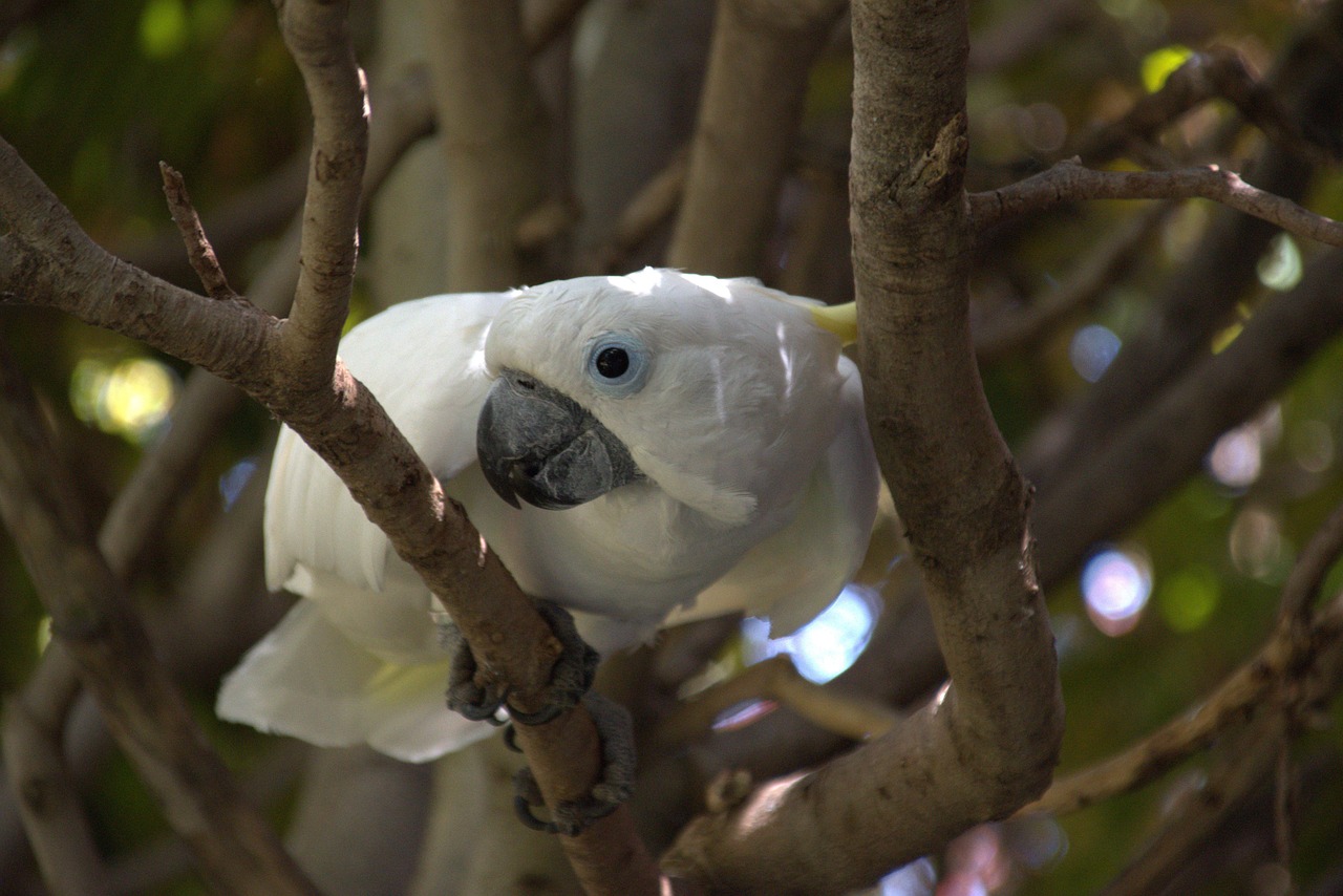 Cockatoo Parrot White - Free photo on Pixabay - Pixabay