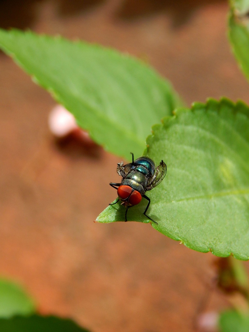 Mosca Primer Vuelo - Foto gratis en Pixabay - Pixabay