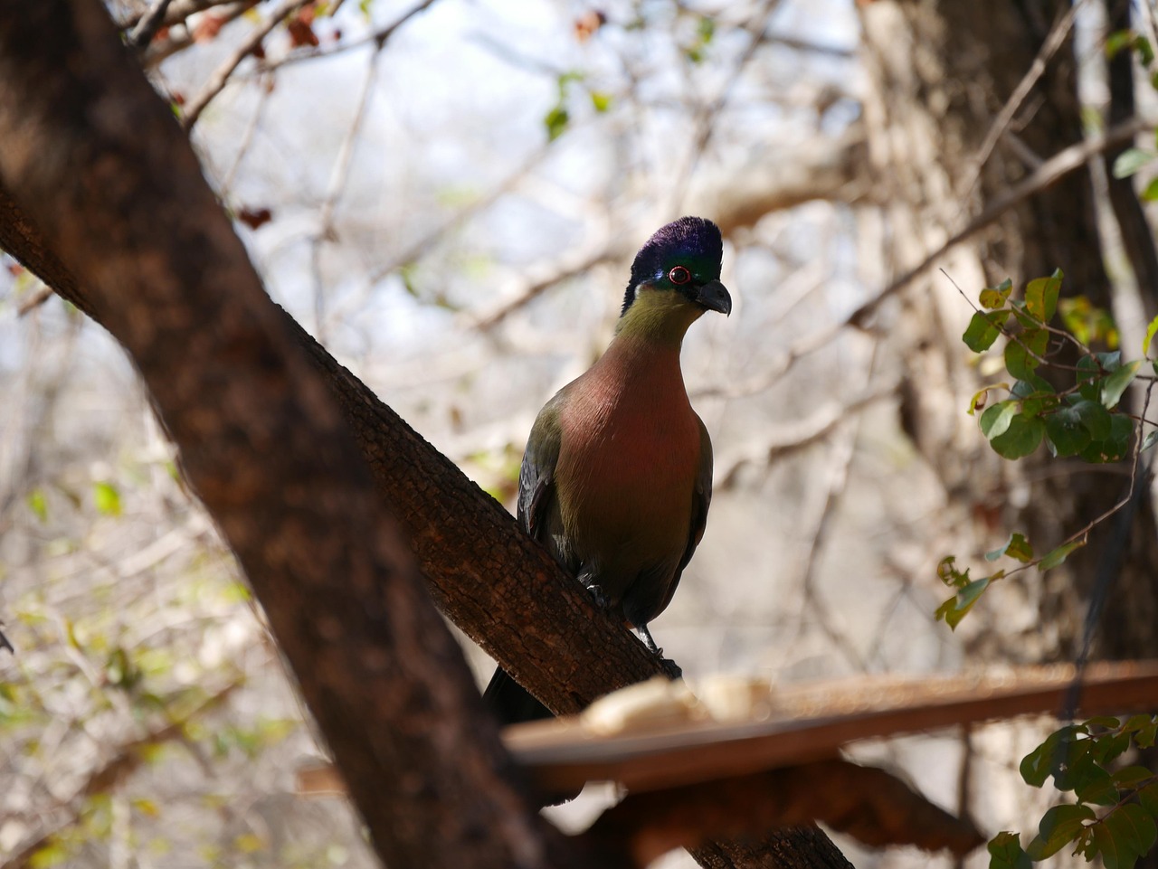 Bird African Animals - Free photo on Pixabay - Pixabay