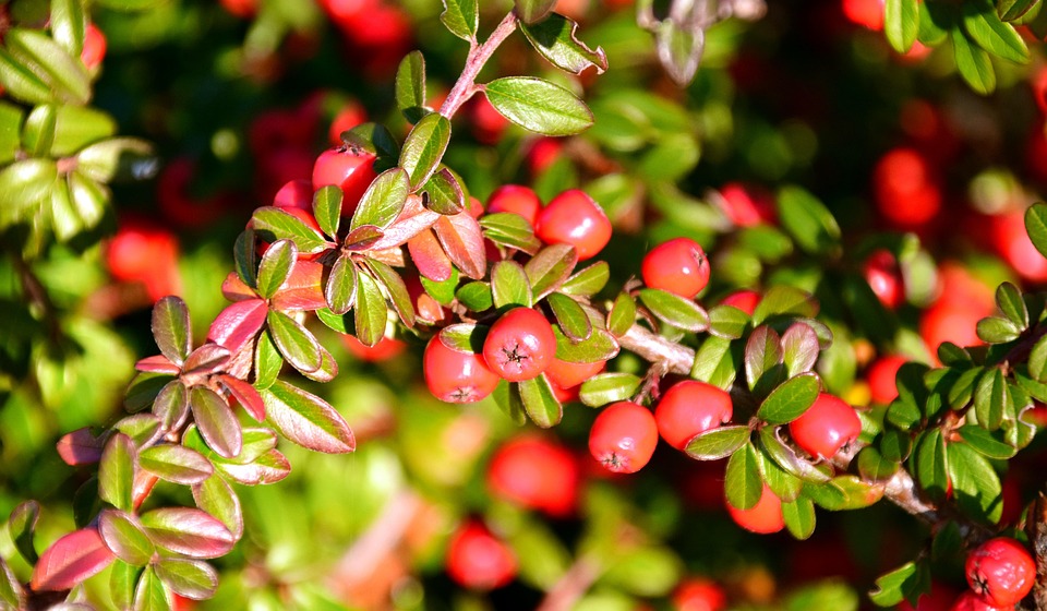 Rowanberry Rowan Berry - Free photo on Pixabay - Pixabay