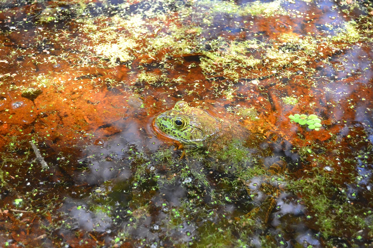 Frog Swamp In - Free photo on Pixabay - Pixabay