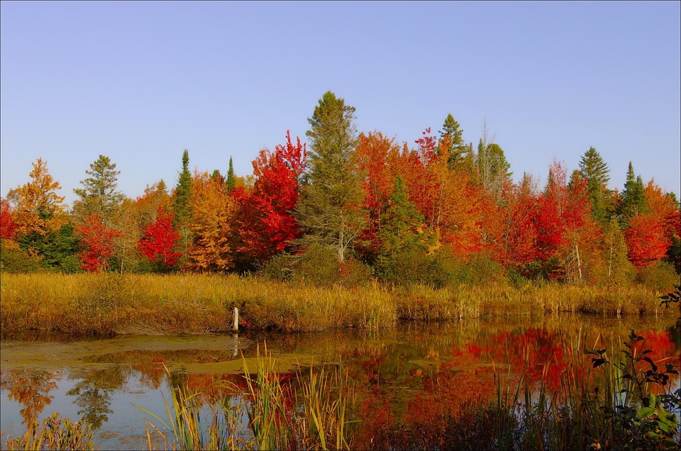 Colors Fall Orange - Free photo on Pixabay
