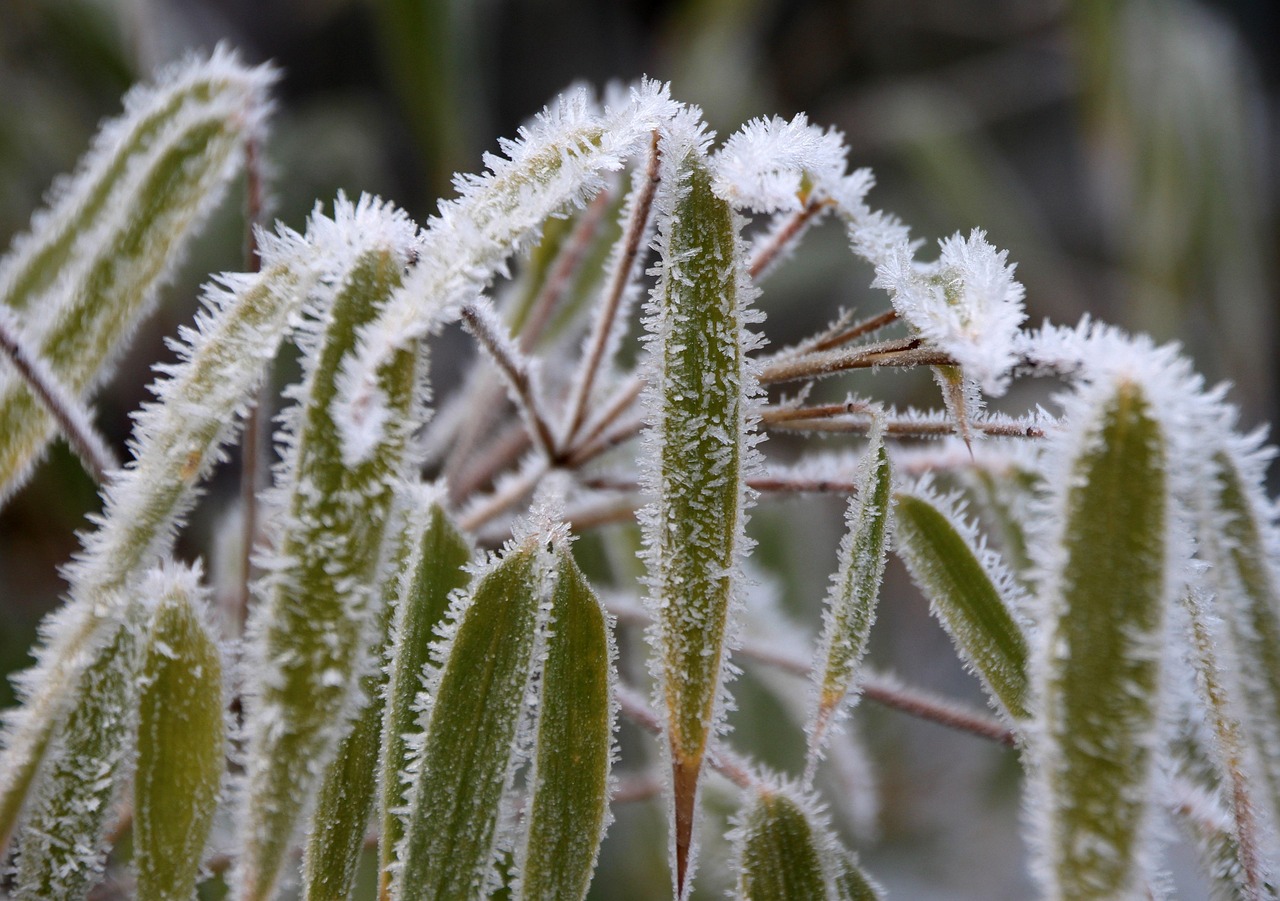 Frozen Frost Icy - Free photo on Pixabay - Pixabay
