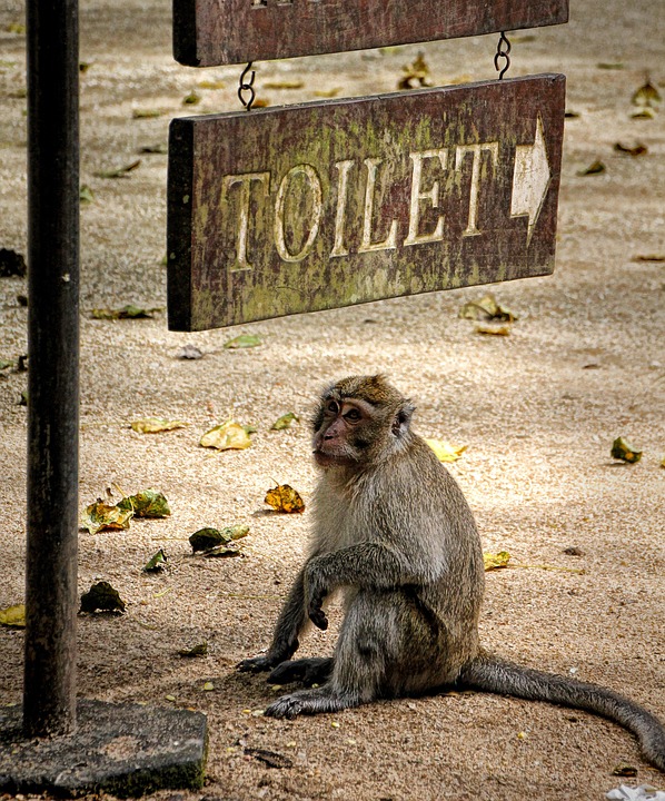 Ape Thailand Makake - Free photo on Pixabay